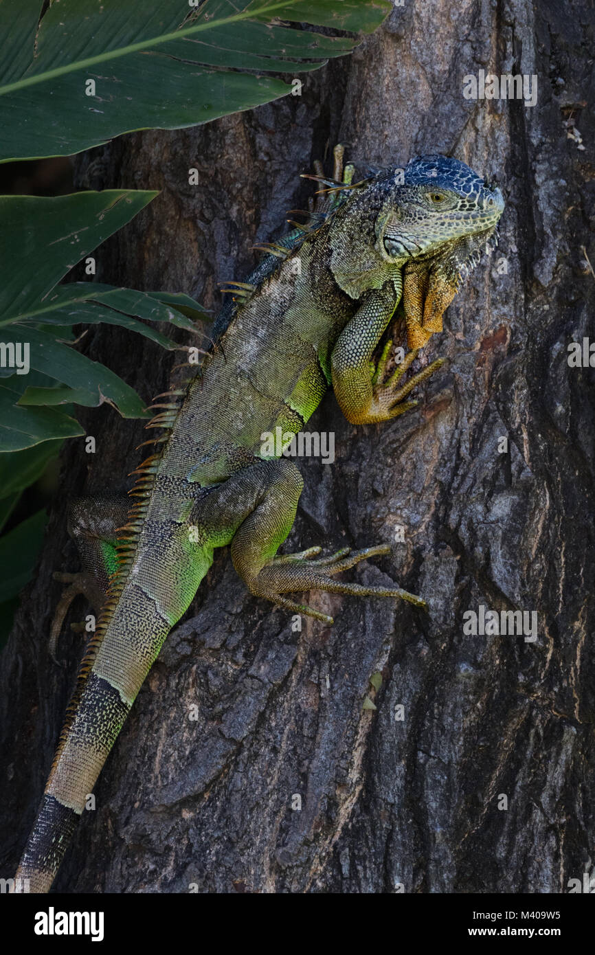 Green Iguana climbing a tree in Bucerias, Nayarit, Mexico Stock Photo ...