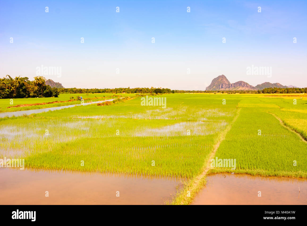 Hpa-An: rice padddy field, mountain mount Mt Zwegabin, , Kayin (Karen ...
