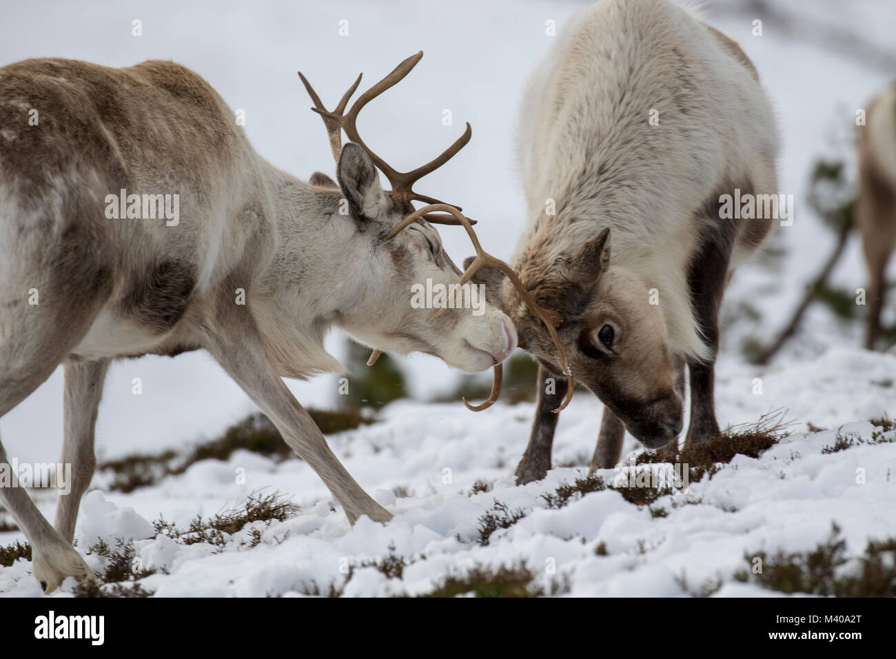 reindeer, Rangifer tarandus, grazing, foraging in the snow on a windy ...