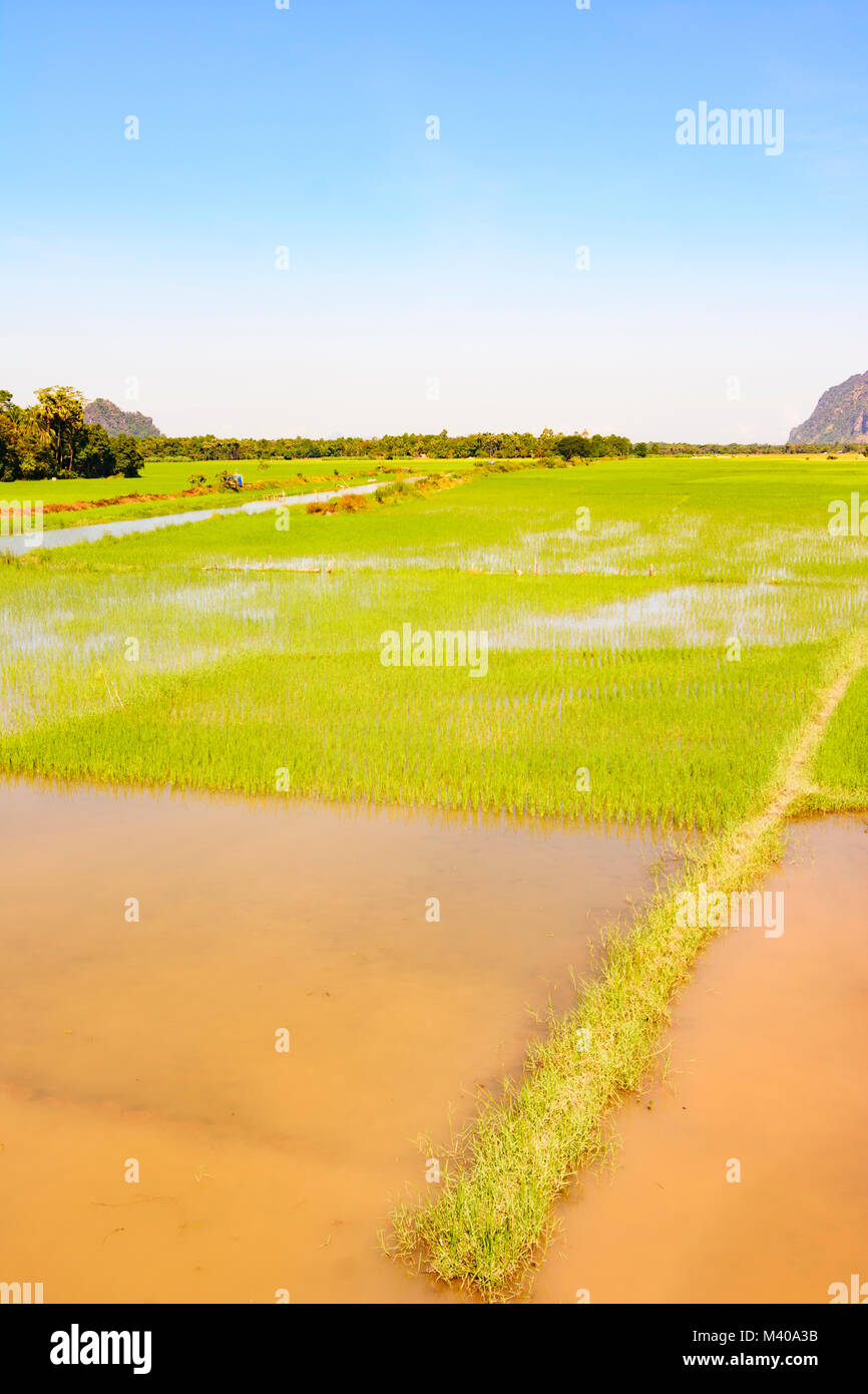Hpa-An: rice padddy field, , Kayin (Karen) State, Myanmar (Burma Stock ...