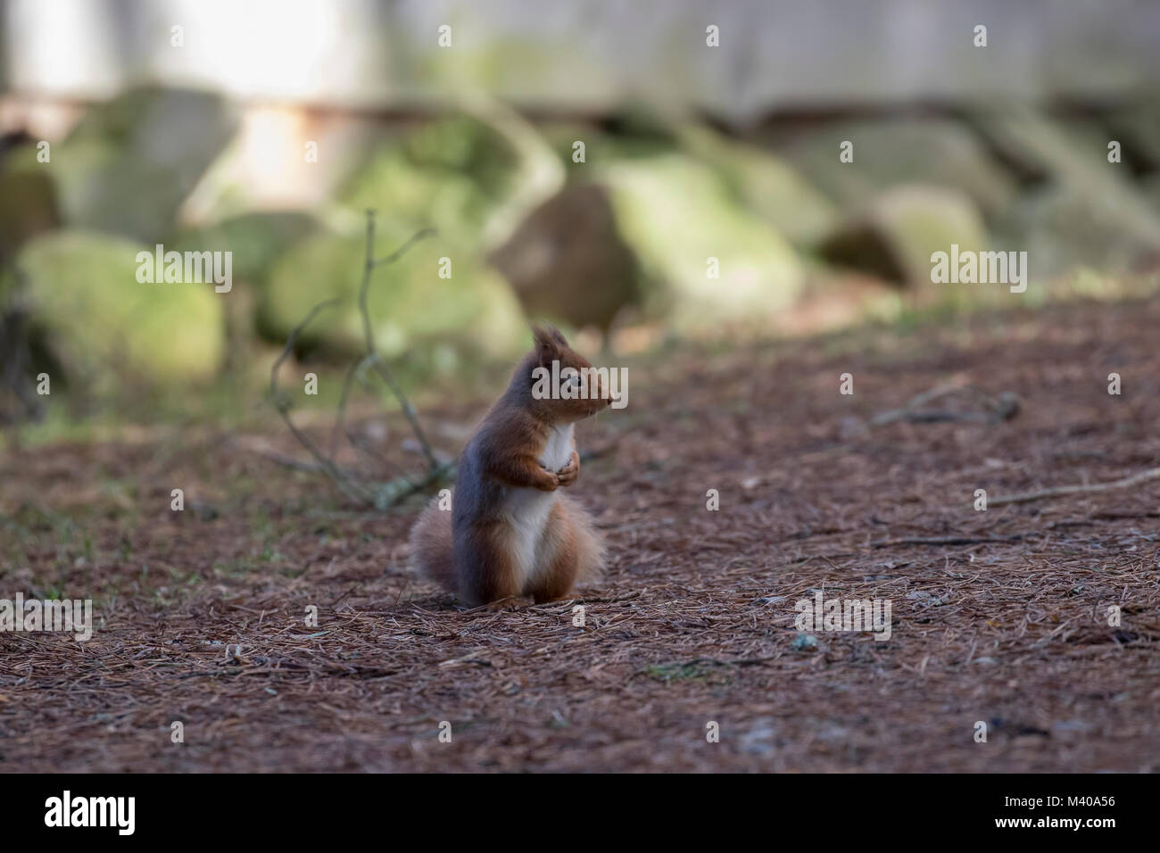 red squirrel, Sciurus vulgaris, wild running, sitting, leaping, in pine ...