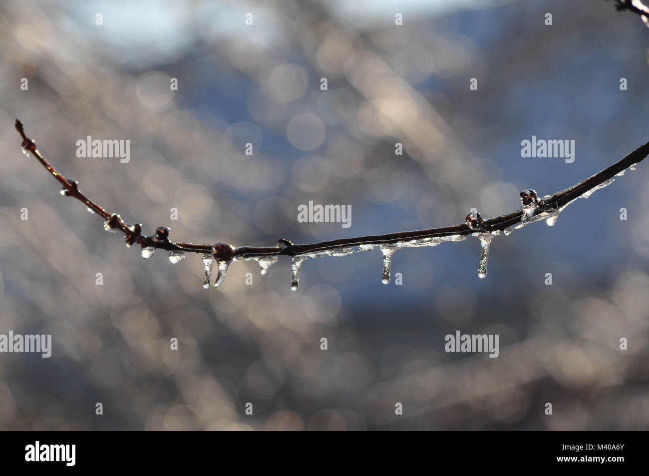 Icicles on a Tree Branch Stock Photo - Alamy