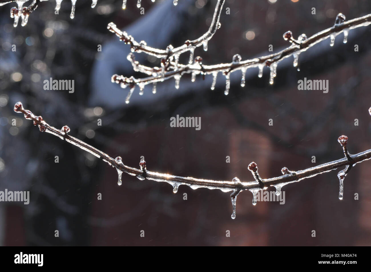 Icicles on Tree Branches Stock Photo - Alamy