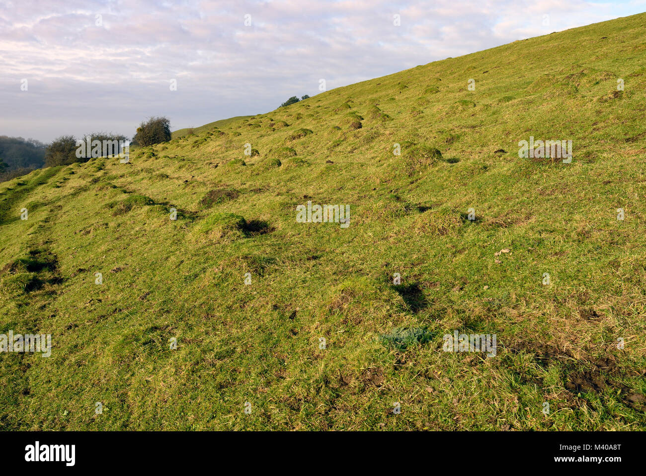 Ant Hills on Collard Hill, Polden Hills, Somerset Home of the Rare ...