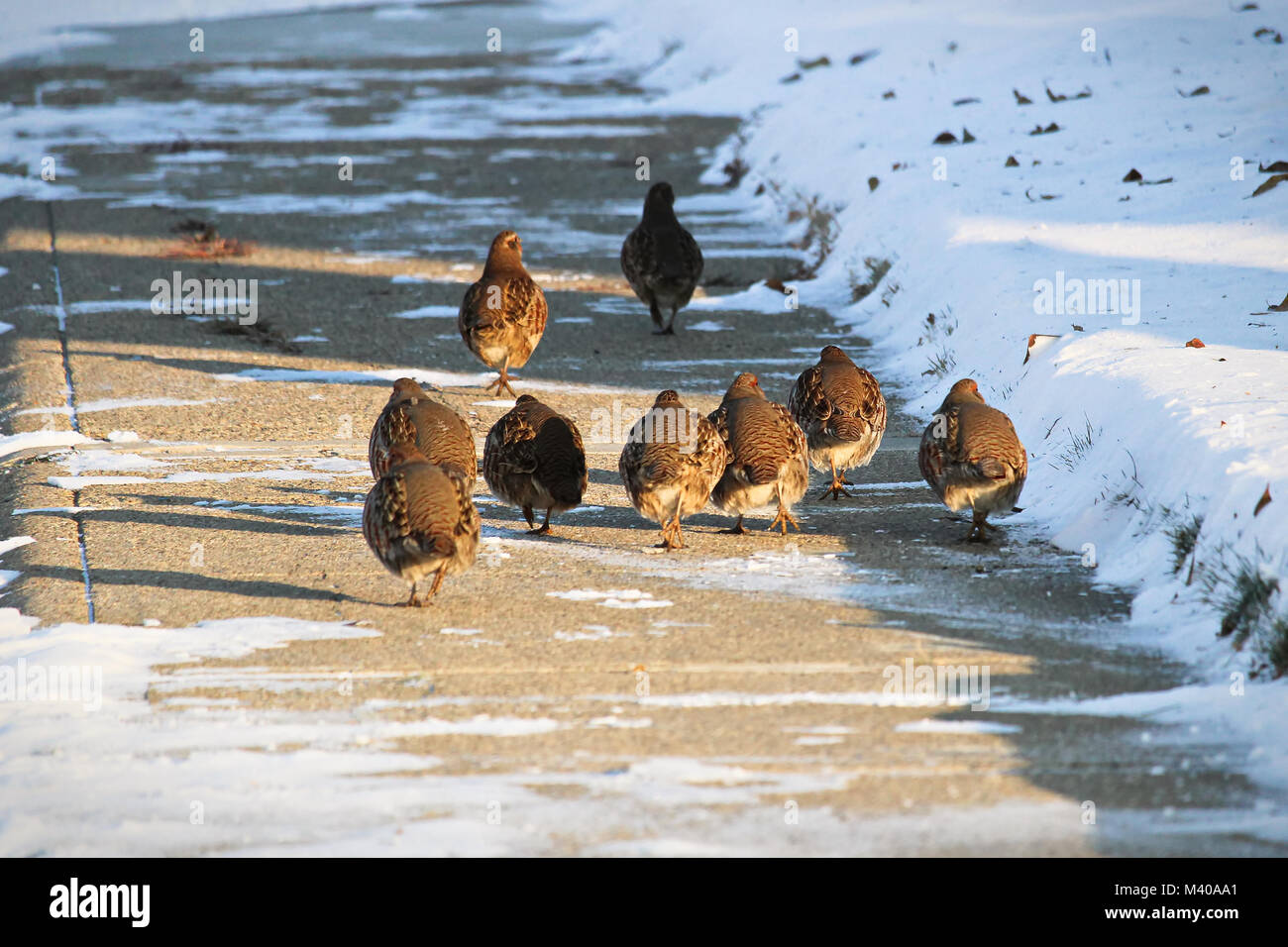 Gray Partridge walk along a sidewalk in winter Stock Photo - Alamy