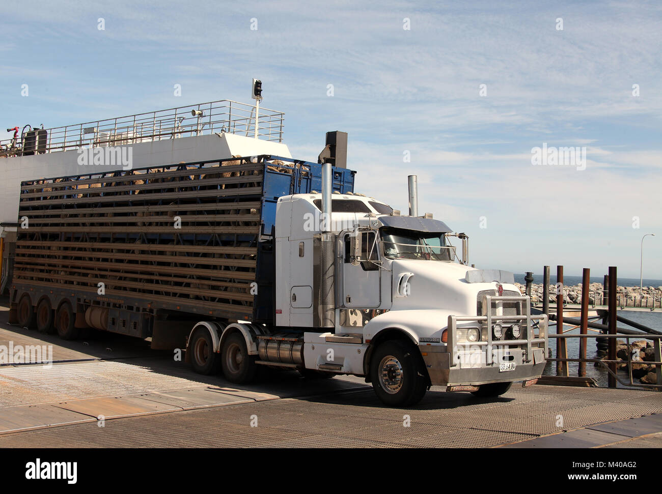 Merino sheep being transported from Kangaroo Island aboard the Sealink ...