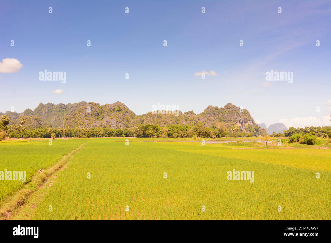 Hpa-An: paddy field, , Kayin (Karen) State, Myanmar (Burma Stock Photo ...