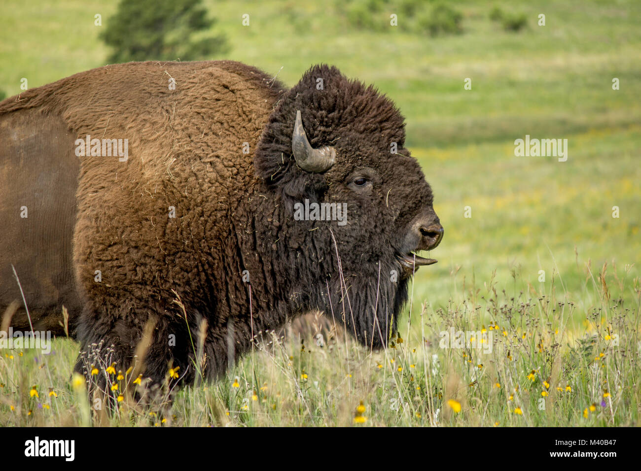 bison in a field Stock Photo - Alamy