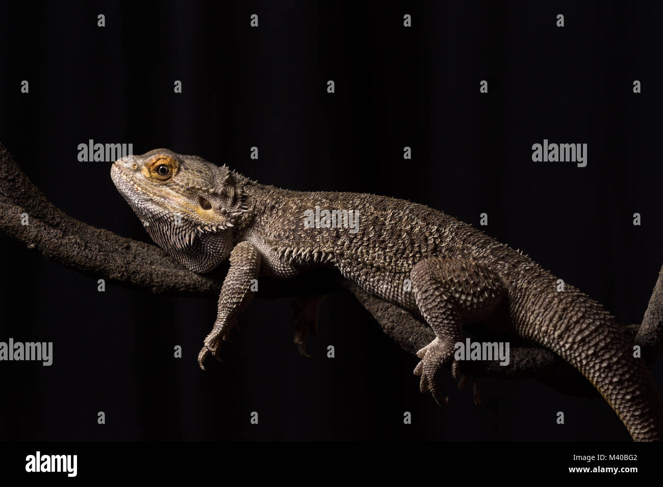 A male bearded dragon laying on a plastic vine Stock Photo - Alamy