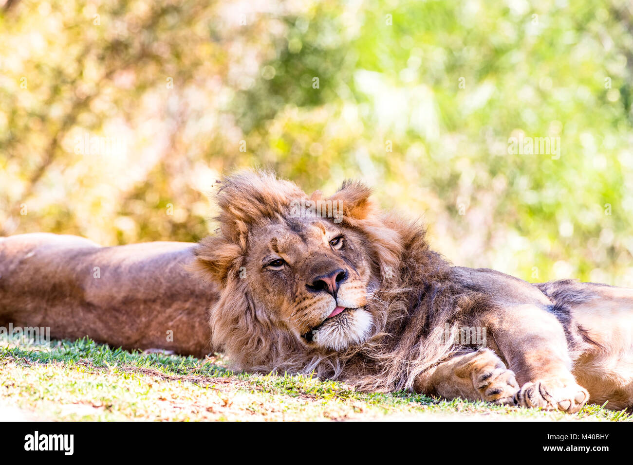 Lion of jungle hi-res stock photography and images - Alamy
