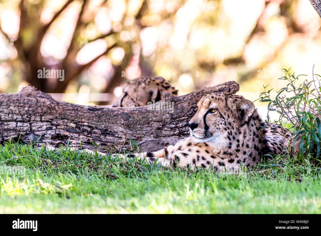 A powerful and fast cheetah rests next to a log in a shaded area during ...