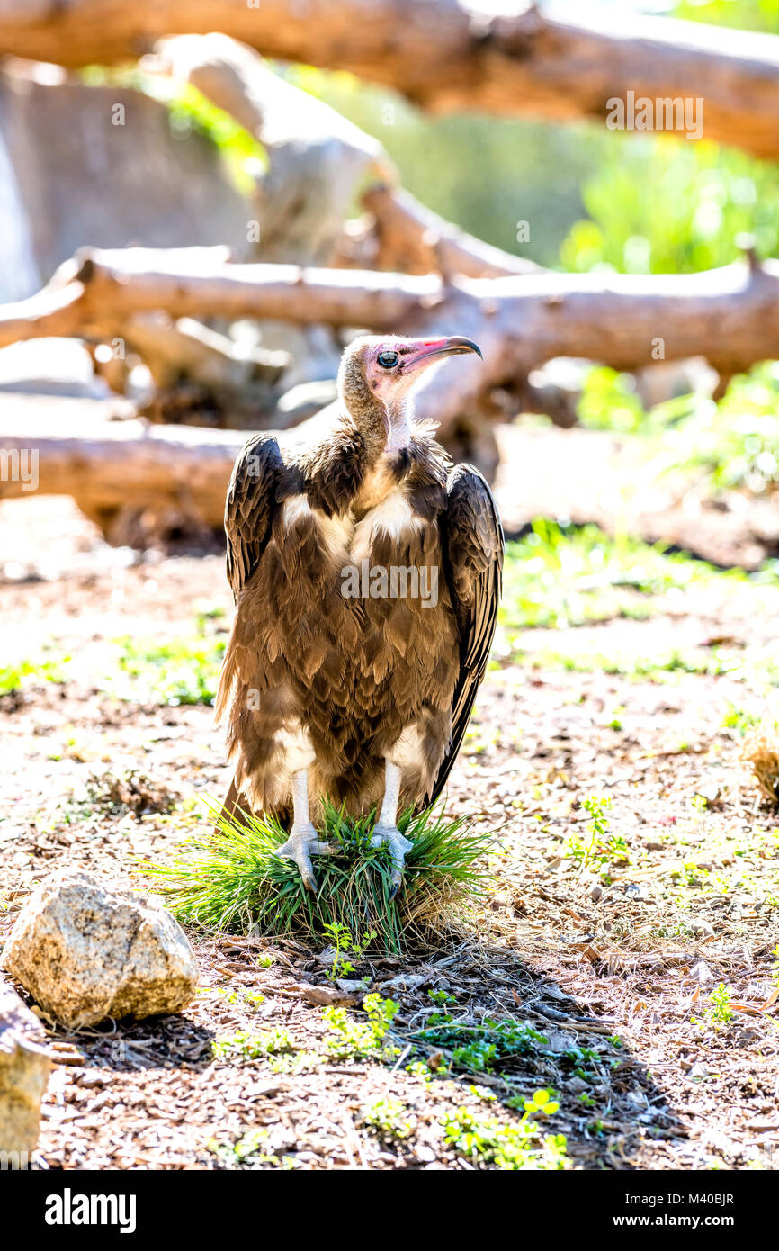 An Egyptian vulture rests on a small mound of grass while looking for ...