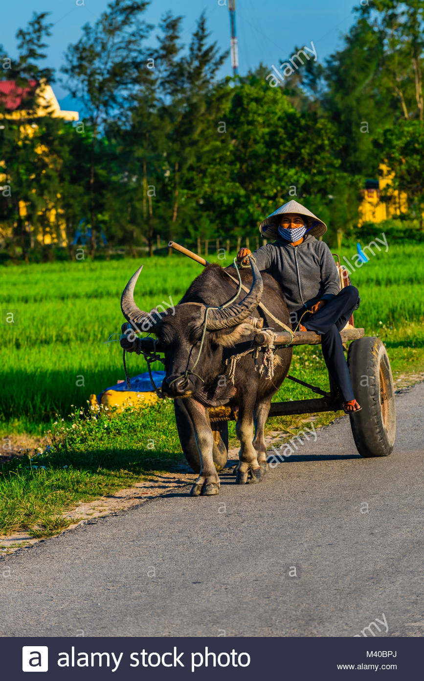 Buffalo Cart High Resolution Stock Photography and Images - Alamy
