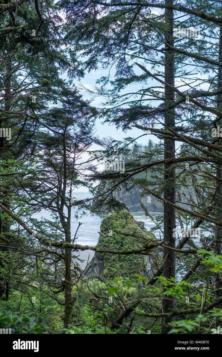A view of Ruby Beach through the coastal forest of Washington Stock ...