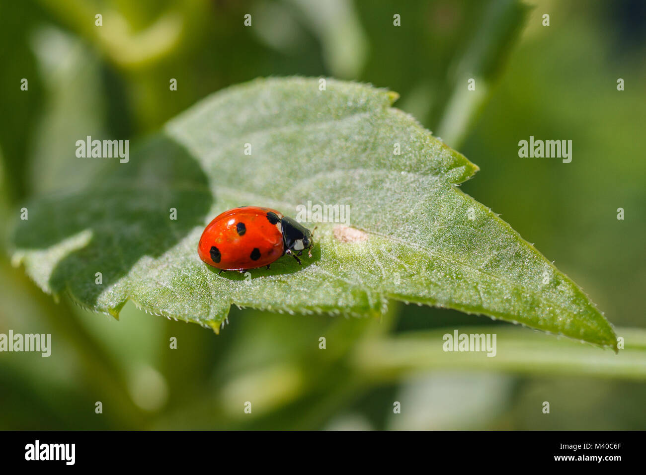 Lady beetle hi-res stock photography and images - Alamy