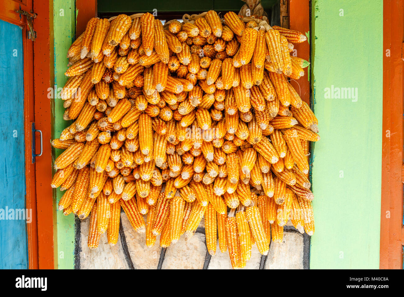 Drying yellow corn hi-res stock photography and images - Alamy