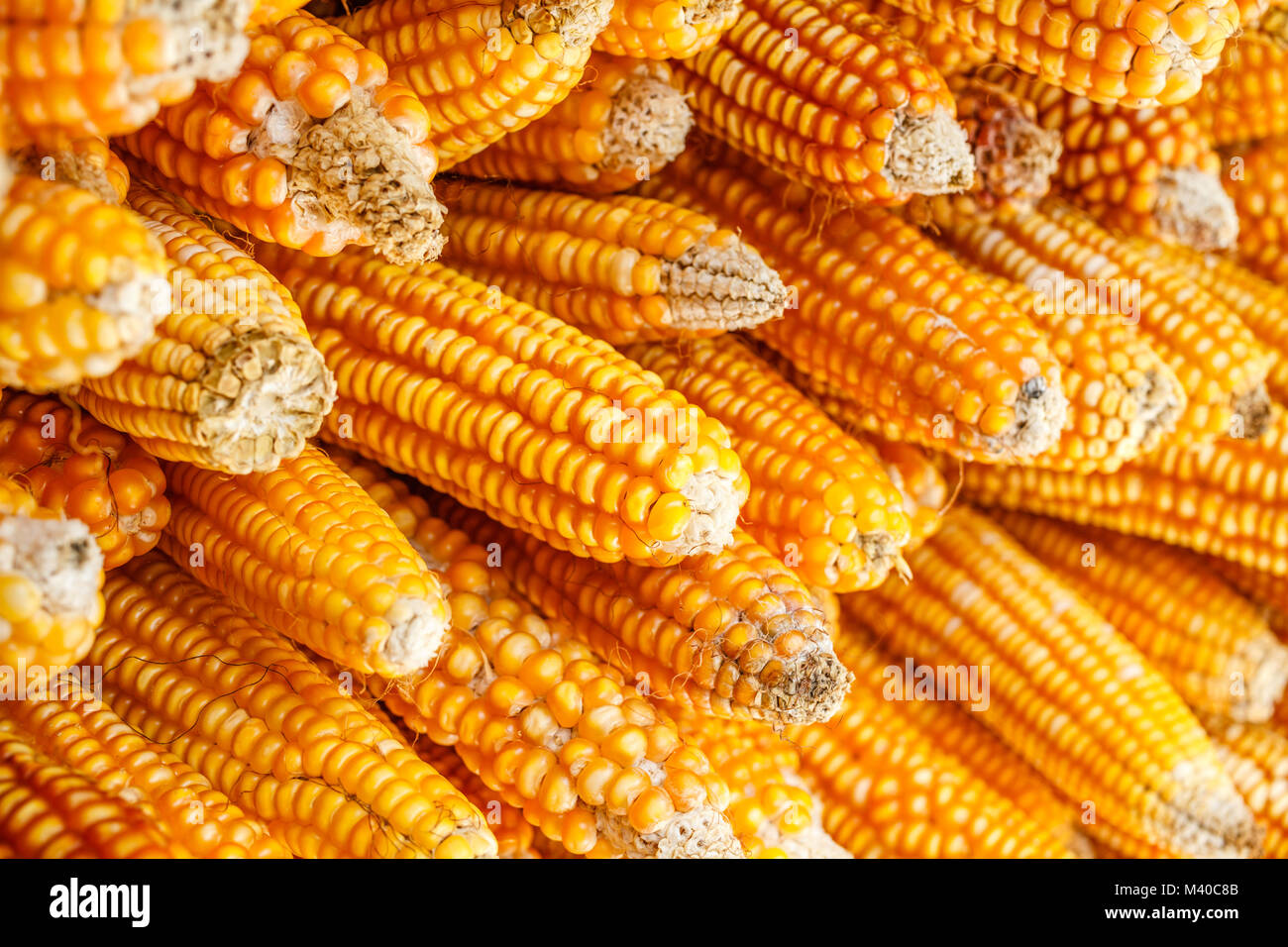 Corn cobs stacked for drying in the village house. Himalayas, Nepal ...