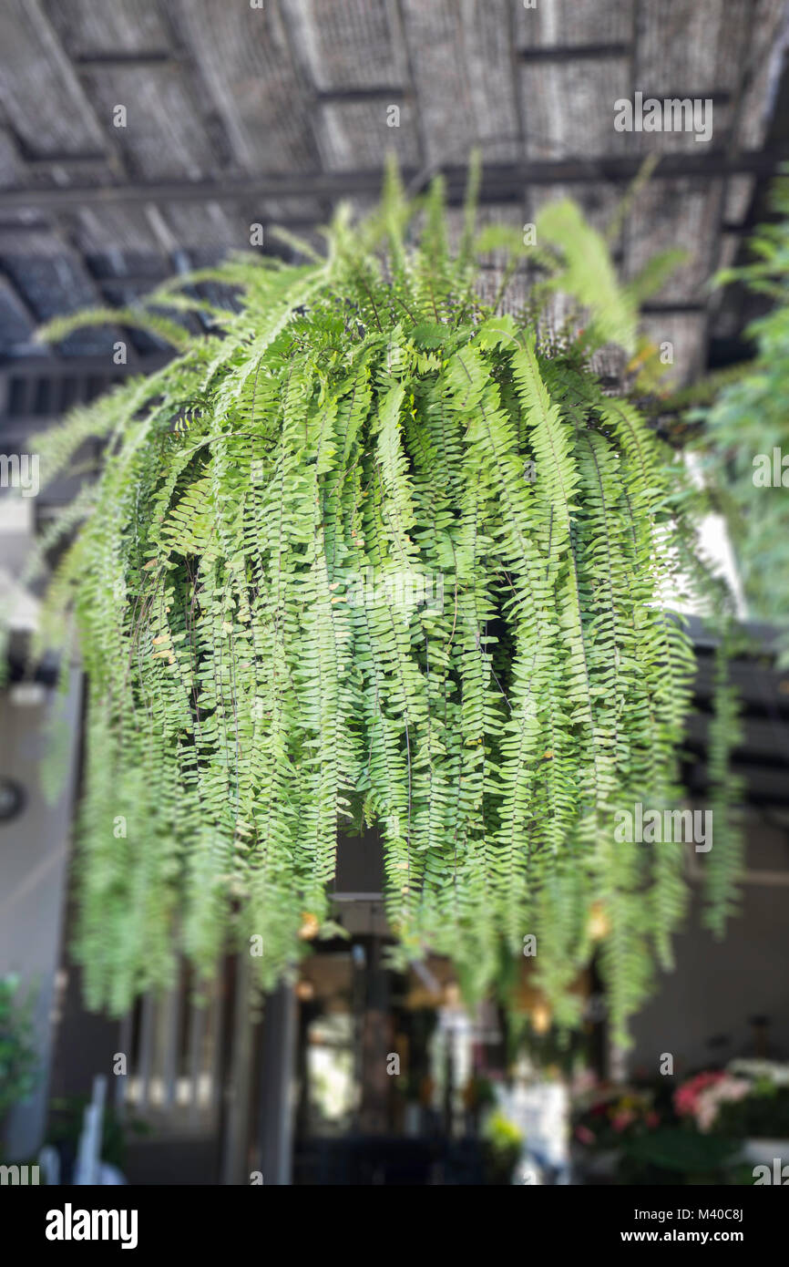 Fern hanging decorated the place, stock photo Stock Photo - Alamy
