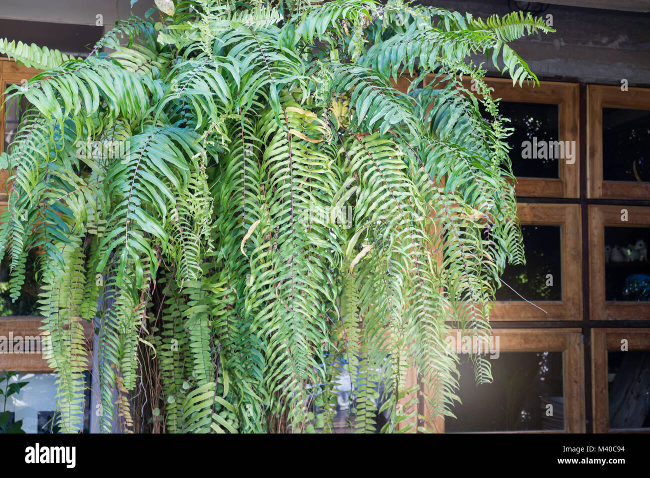 Tree fern pot hi-res stock photography and images - Alamy