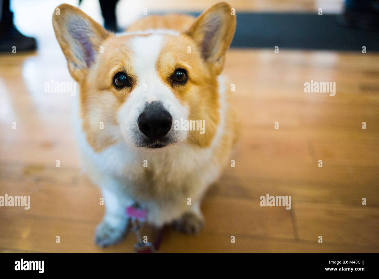 Happy face sad face corgi hi-res stock photography and images - Alamy