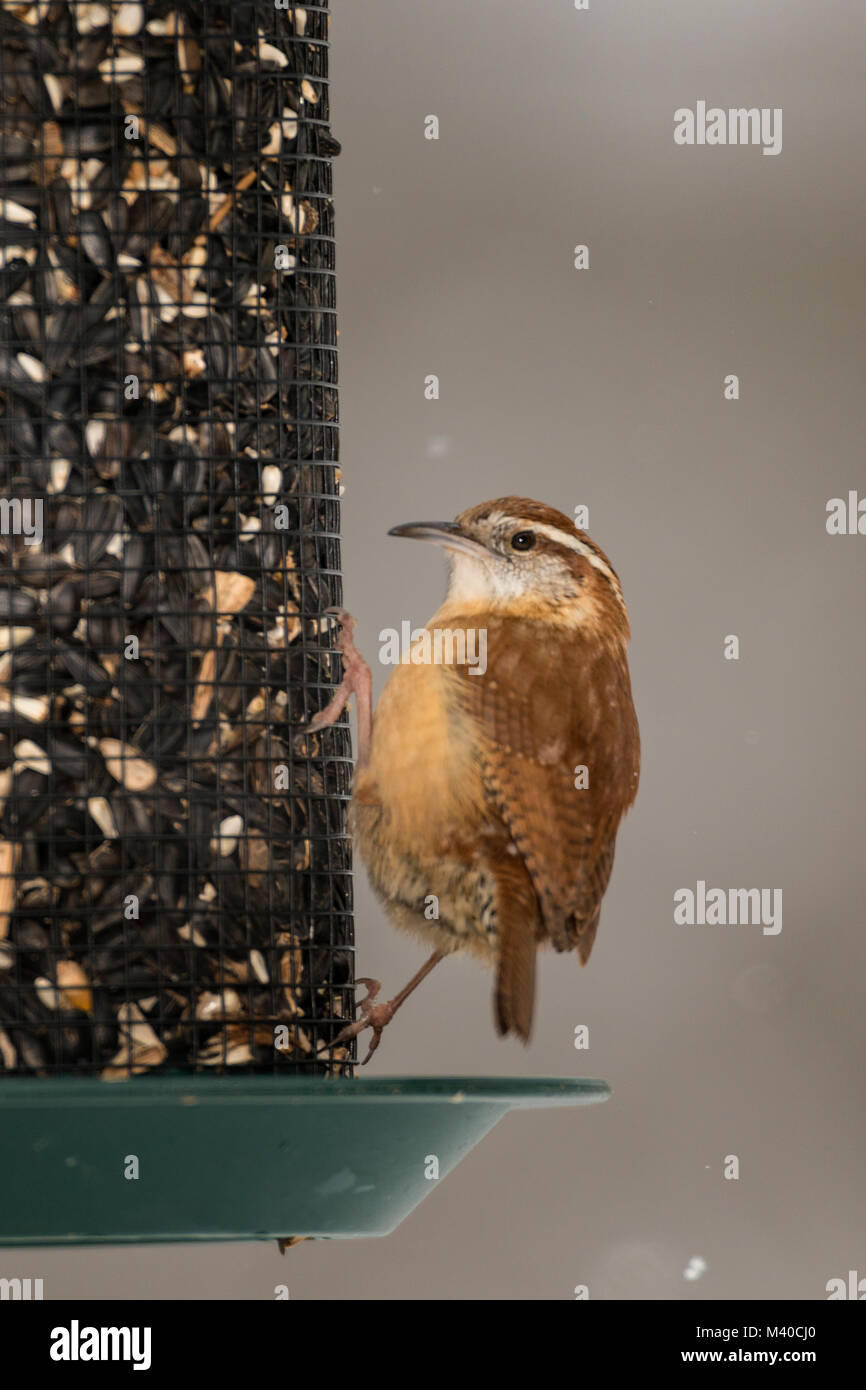 Carolina wren at bird feeder hi-res stock photography and images - Alamy