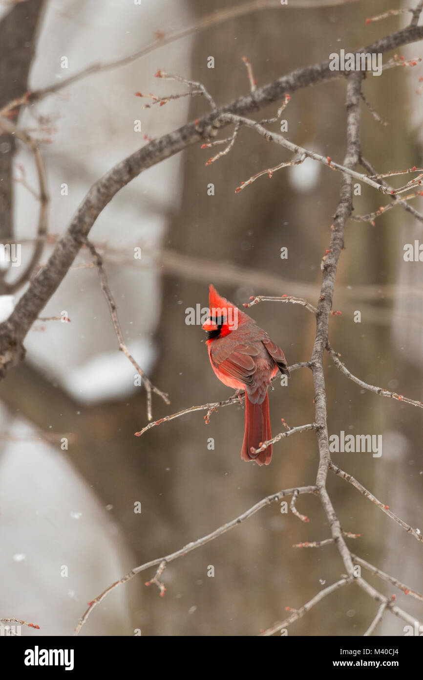 Male Northern Cardinal perched in bare tree Stock Photo - Alamy