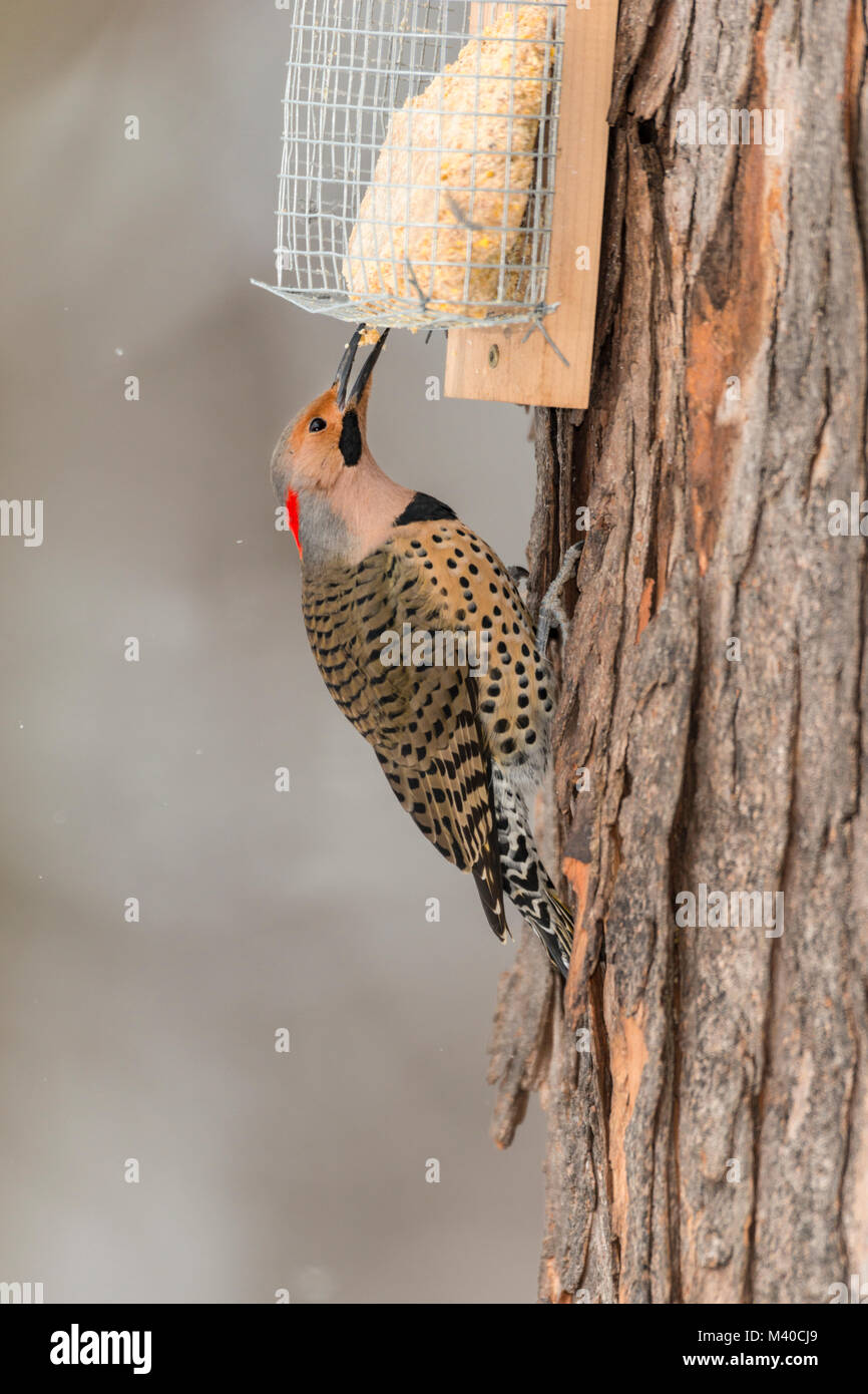 Northern Flicker using suet feeder Stock Photo - Alamy