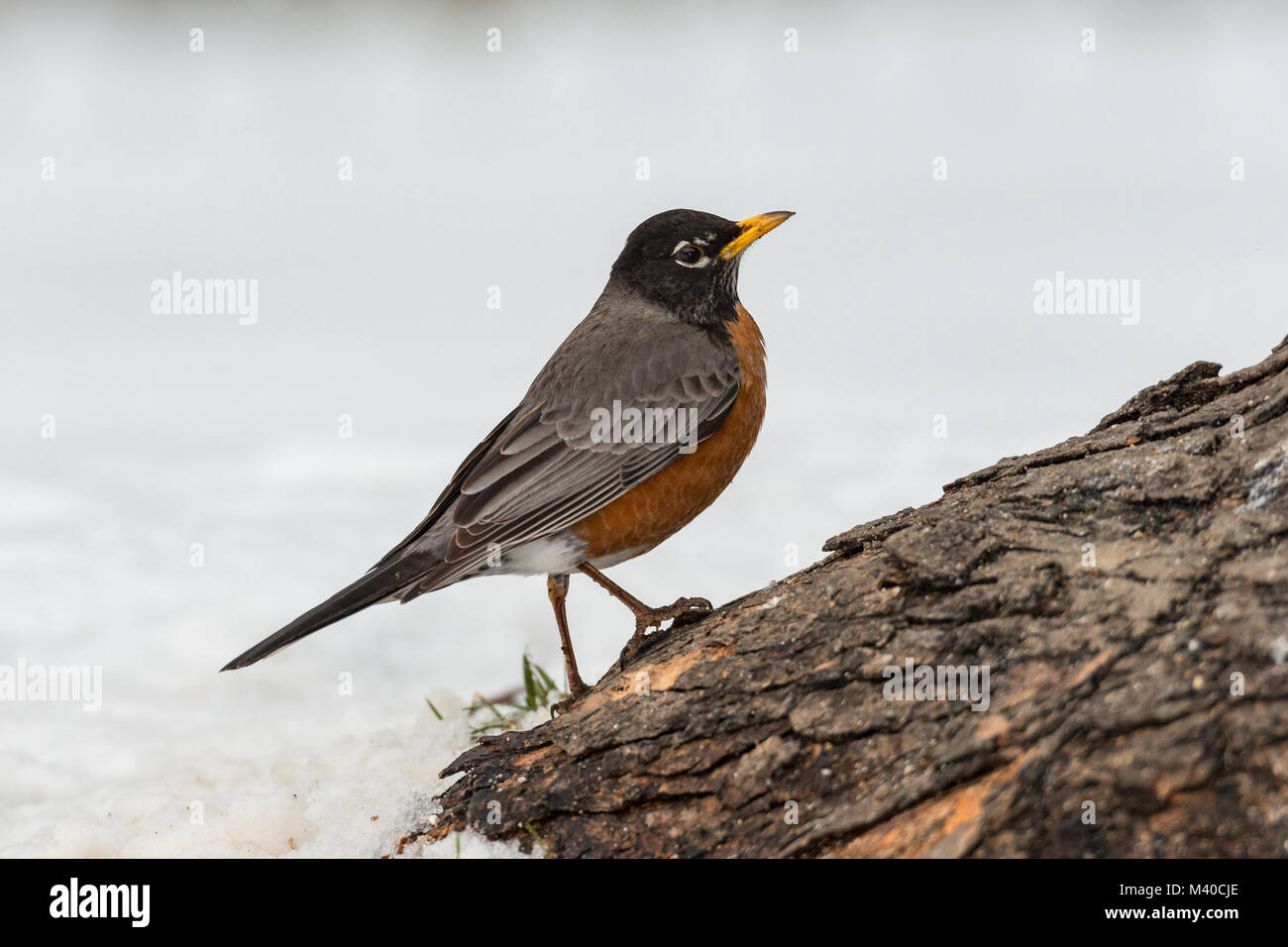 American Robin foraging on snowy ground Stock Photo - Alamy