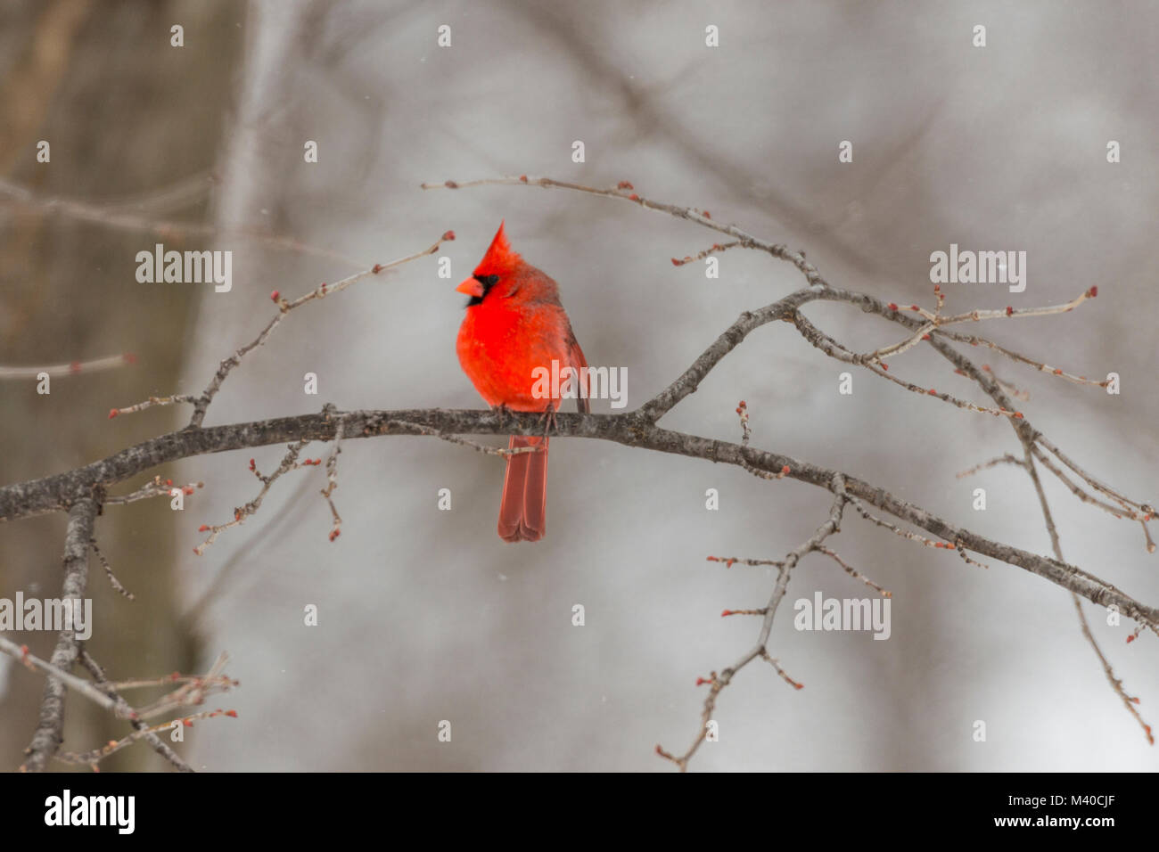 Male Northern Cardinal sitting on bare tree limb Stock Photo - Alamy