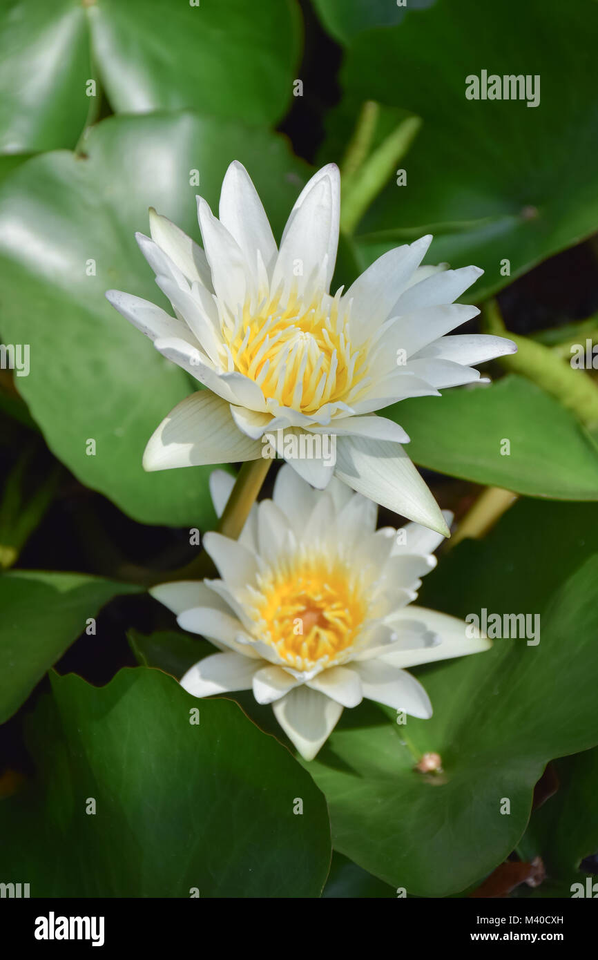 The white lotus season 2 hi-res stock photography and images - Alamy