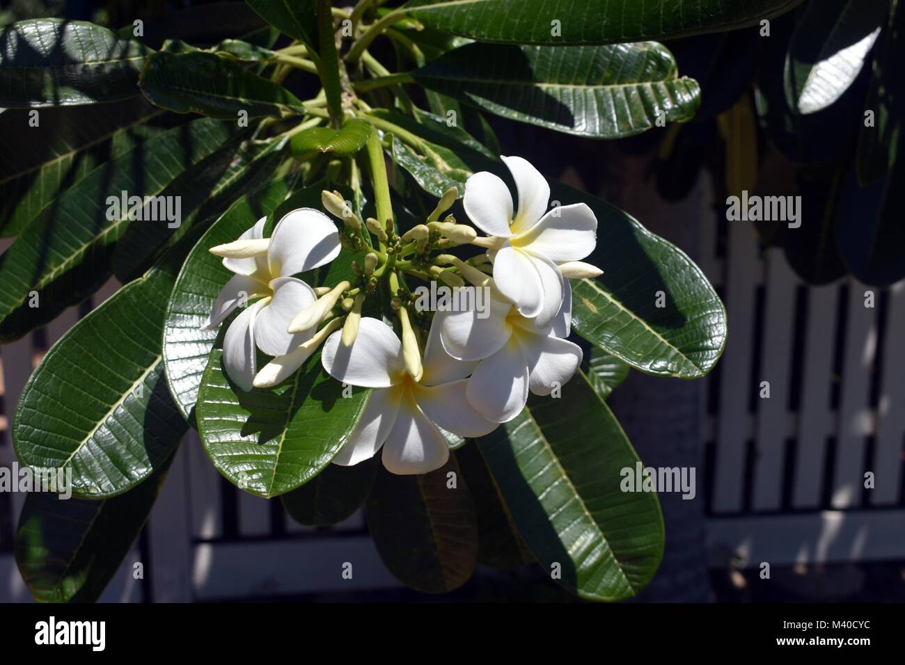 Frangipani garden hi-res stock photography and images - Alamy
