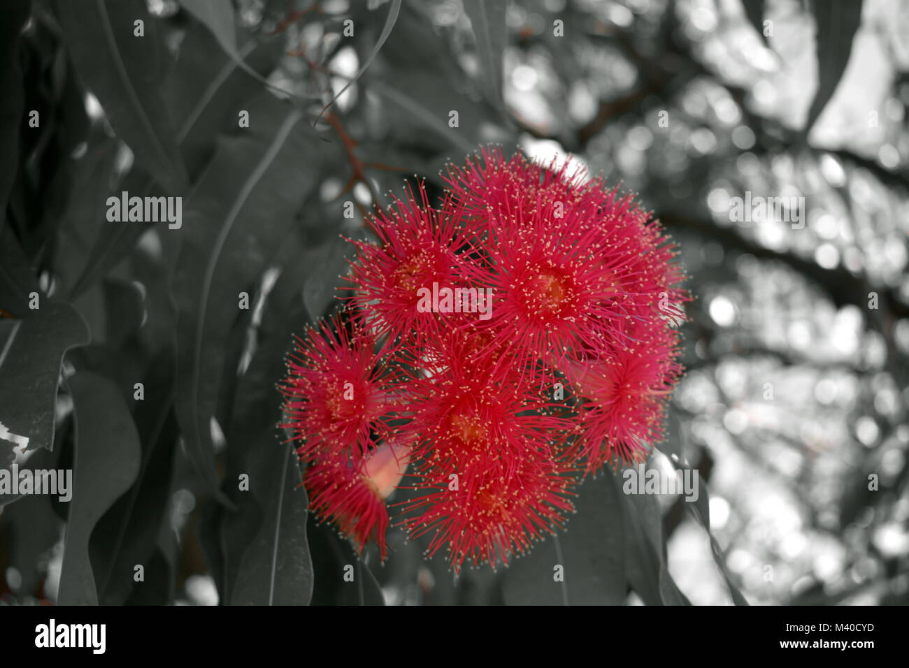 Wattle flower hi-res stock photography and images - Alamy