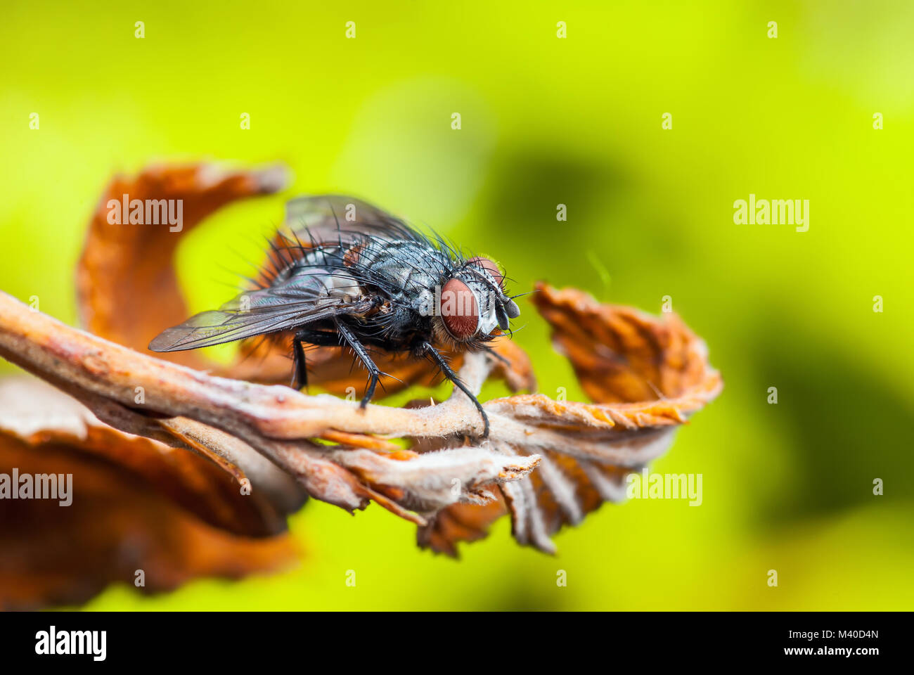 Diptera fly hi-res stock photography and images - Alamy