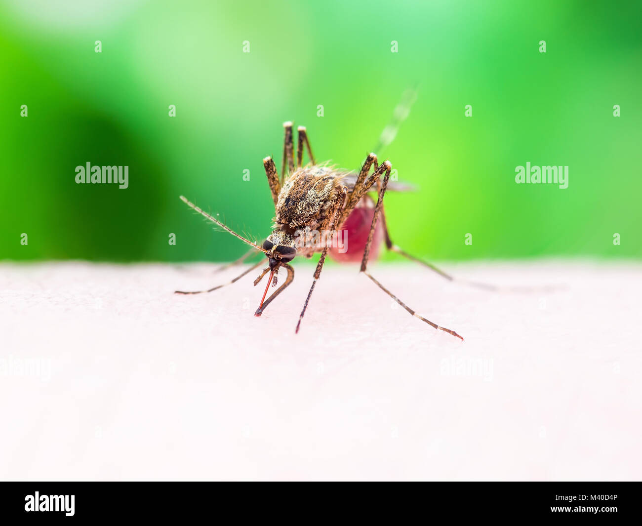 Yellow Fever, Malaria or Zika Virus Infected Mosquito Insect Bite on ...
