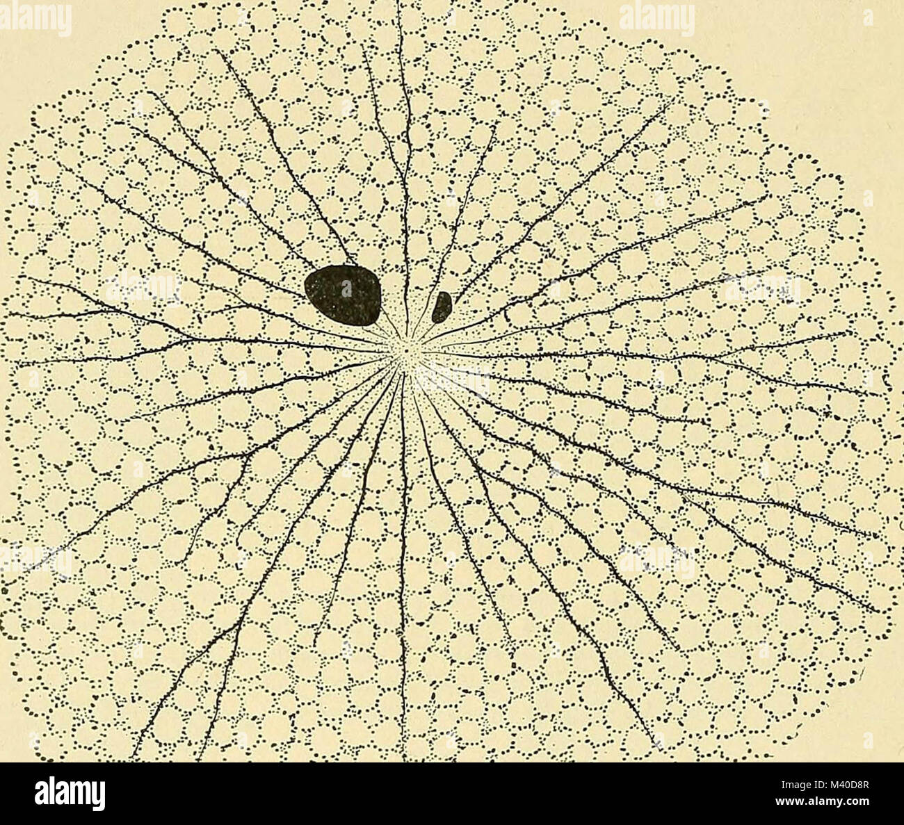 Historical inheritance hi-res stock photography and images - Alamy