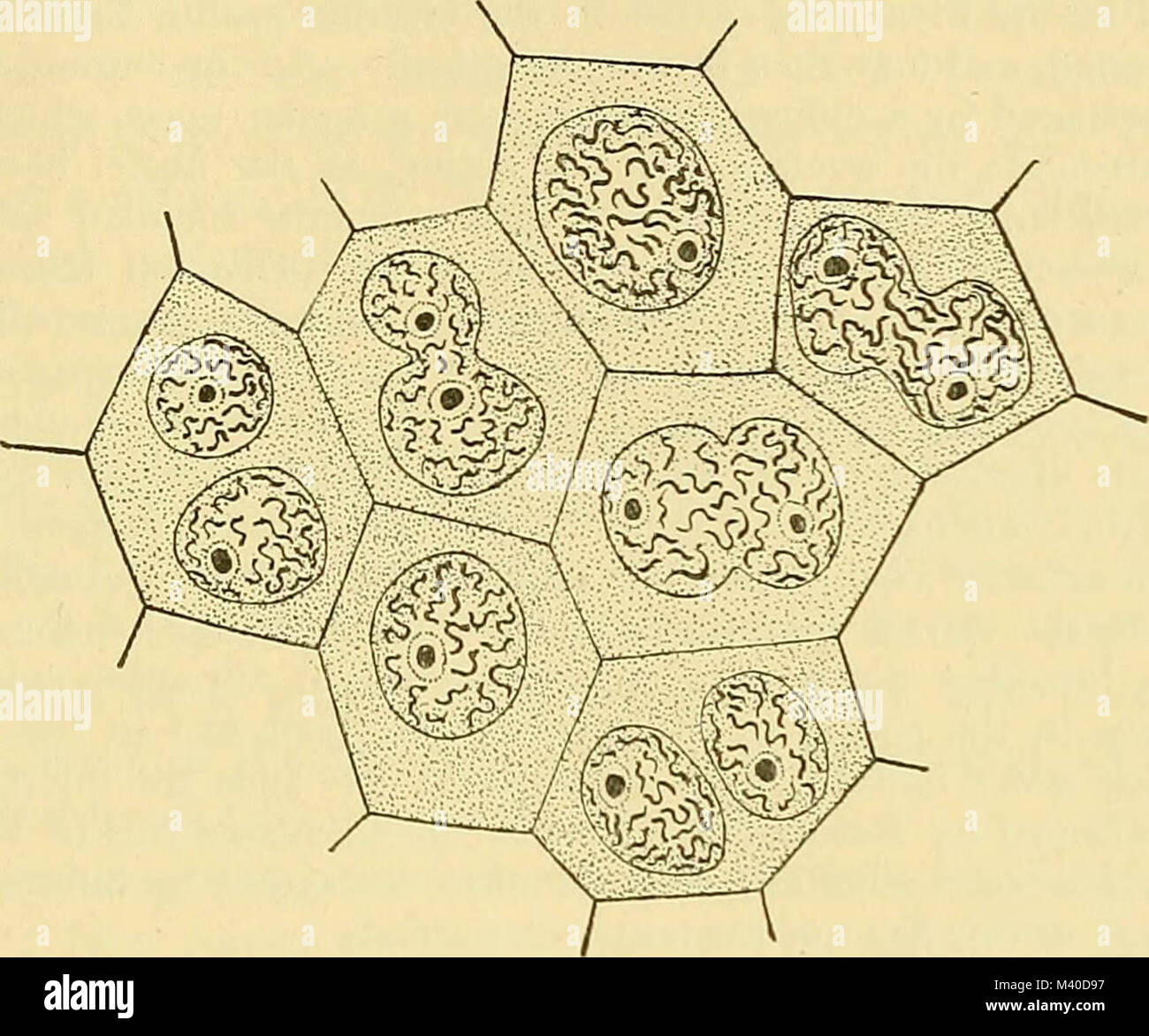 "The cell in development and inheritance" (1902 Stock Photo - Alamy