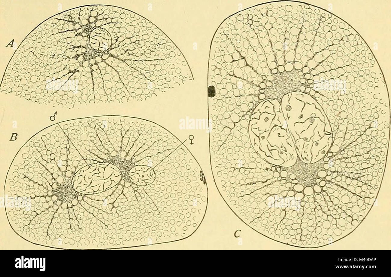 The cell in development and inheritance hi-res stock photography and ...
