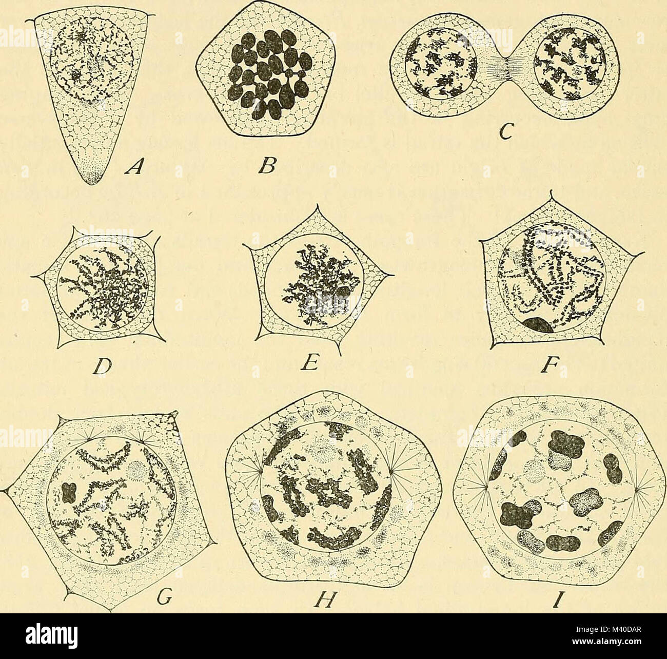 "The cell in development and inheritance" (1902 Stock Photo - Alamy