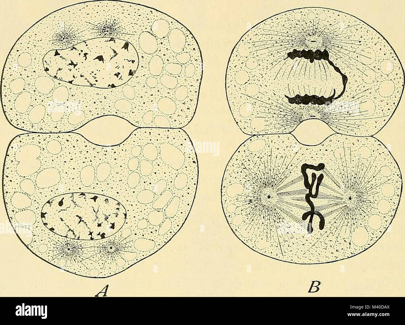 The cell in development and inheritance hi-res stock photography and ...