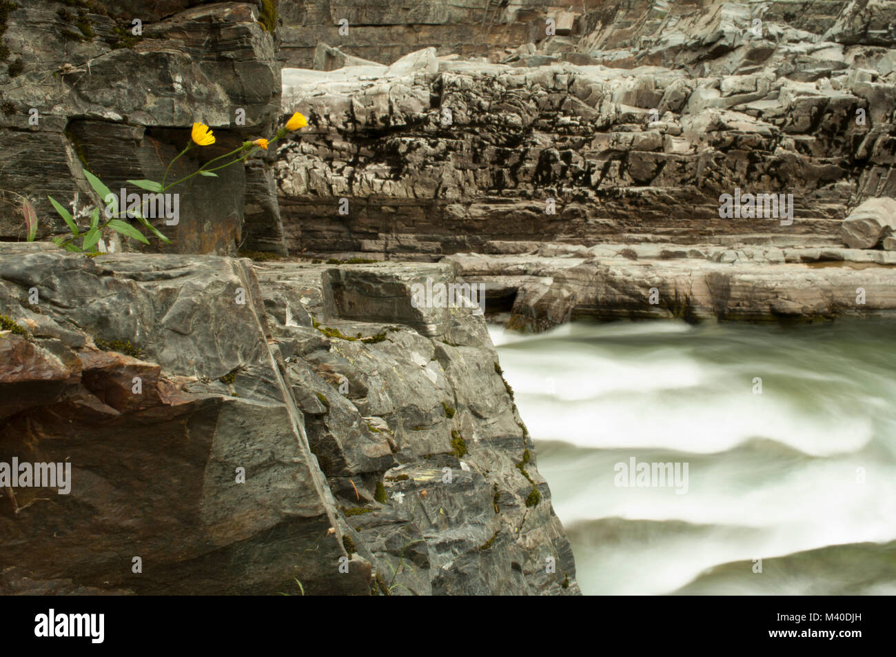 Goat River near Creston, British Columbia, Canada. Solitary yellow ...