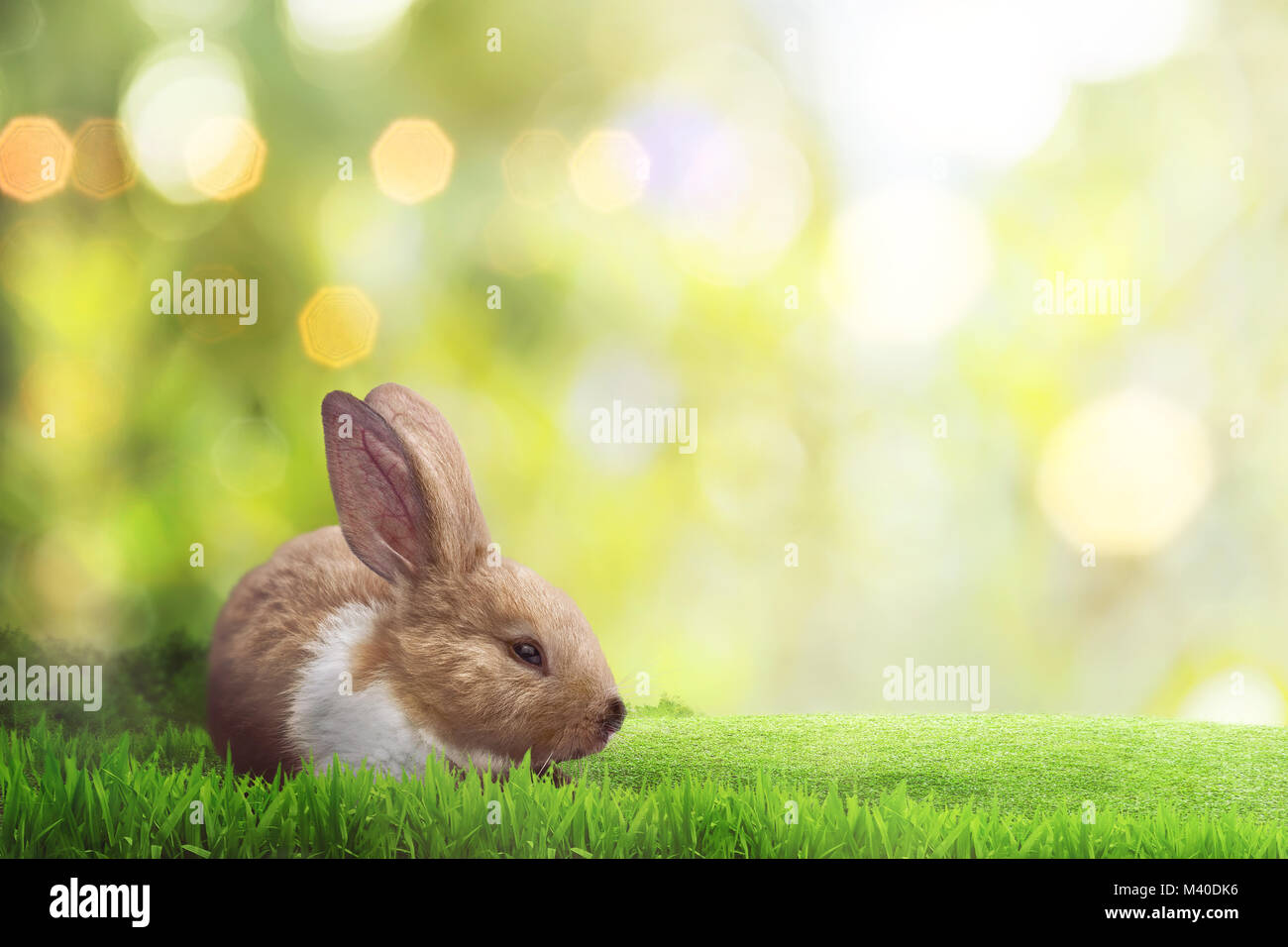 Little bunny on the green grass with blur background Stock Photo - Alamy