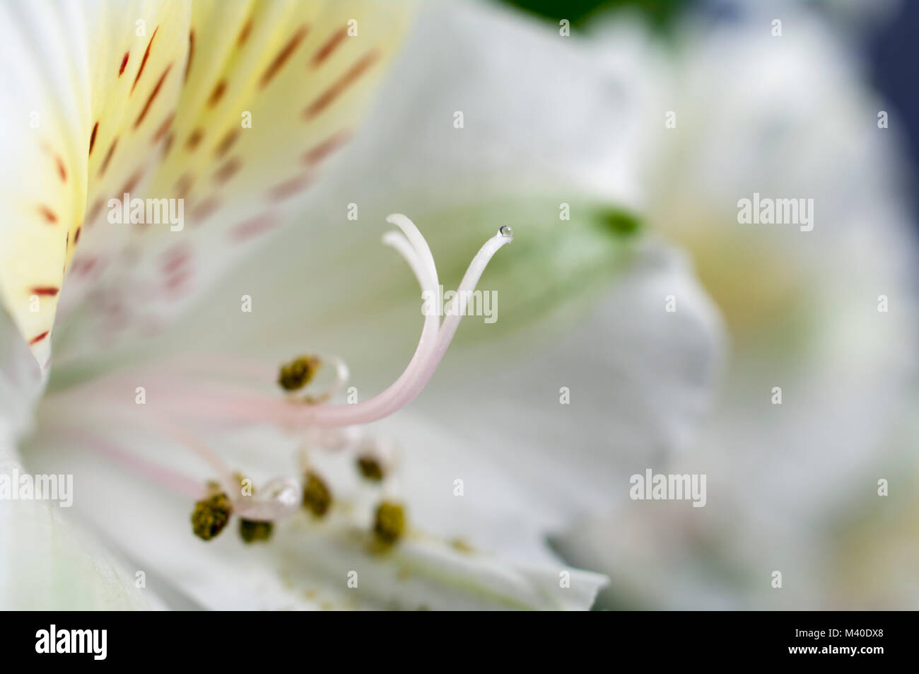 Extreme closeup of tiny drop of nectar on the pistil of a white flower ...