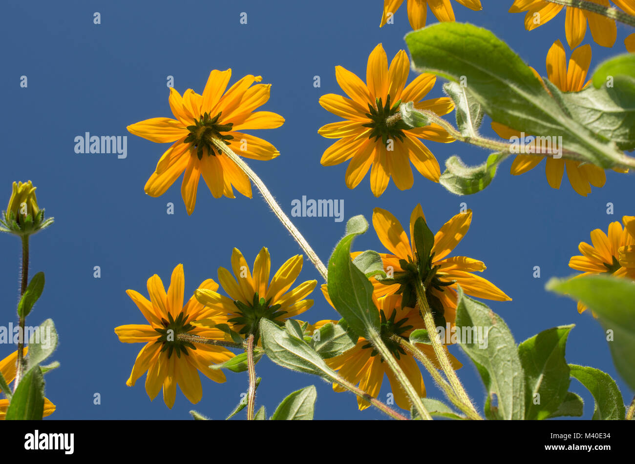 Underside of yellow flowers against blue sky Stock Photo - Alamy