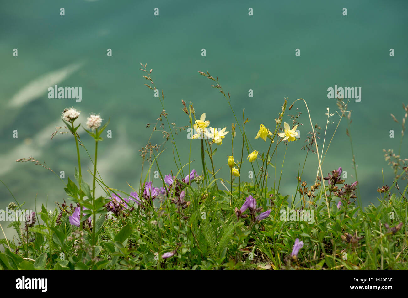 Banff national park mountain wildflowers hi-res stock photography and ...