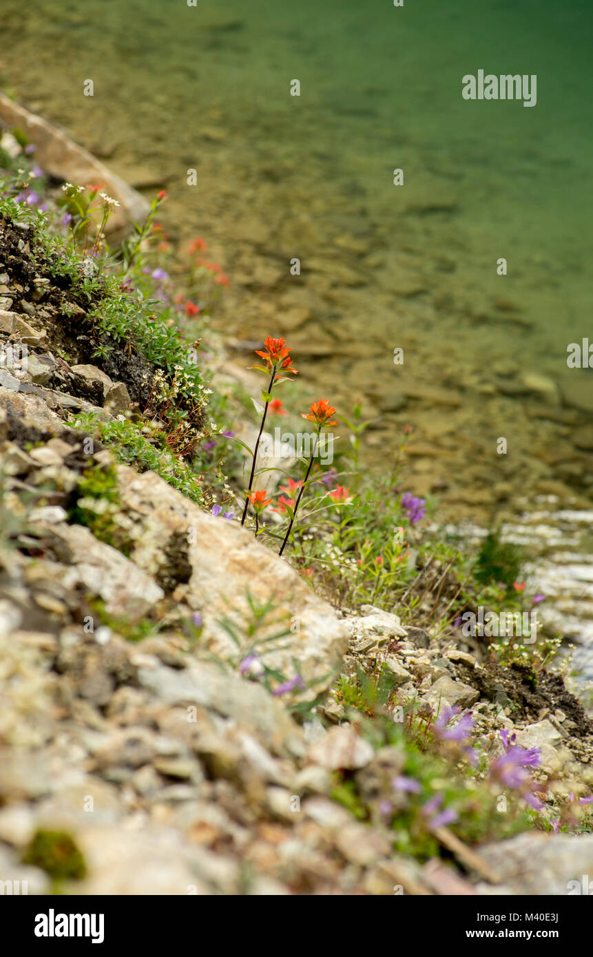 Banff national park flowers hi-res stock photography and images - Alamy