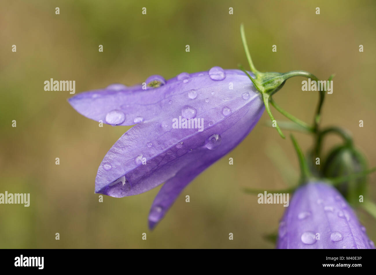 Bluebell flower with dew droplets Stock Photo - Alamy