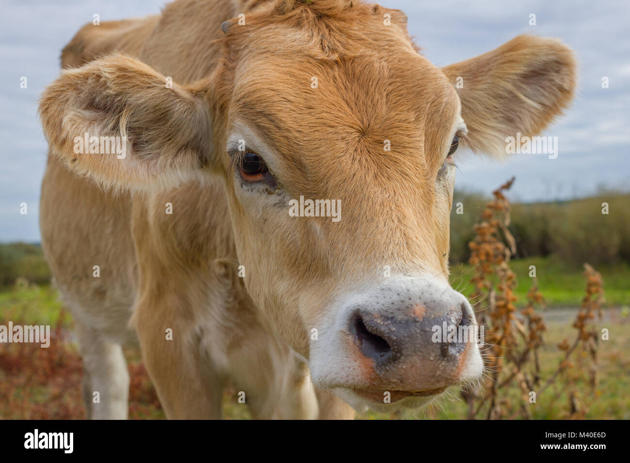 Calf face .Young cow portrait Stock Photo - Alamy