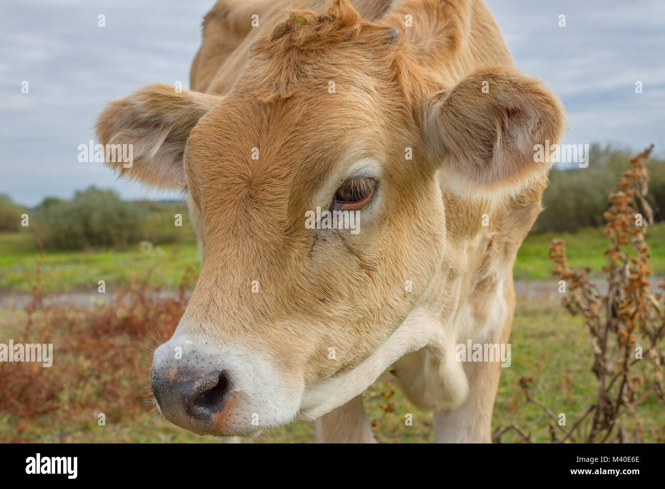 Calf face .Young cow portrait Stock Photo - Alamy