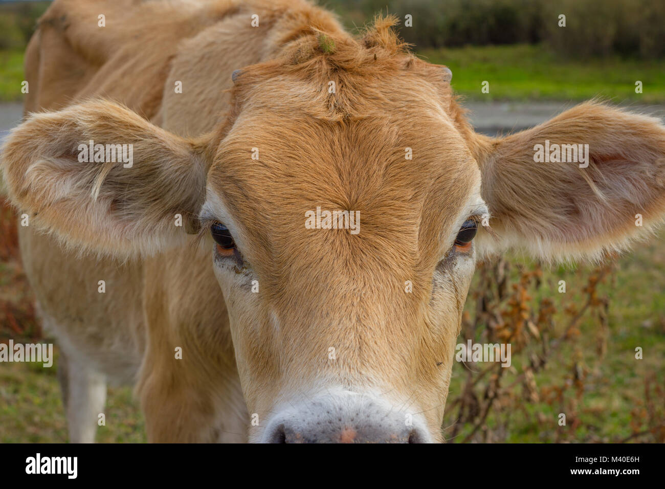 Calf face , selective focus Stock Photo - Alamy