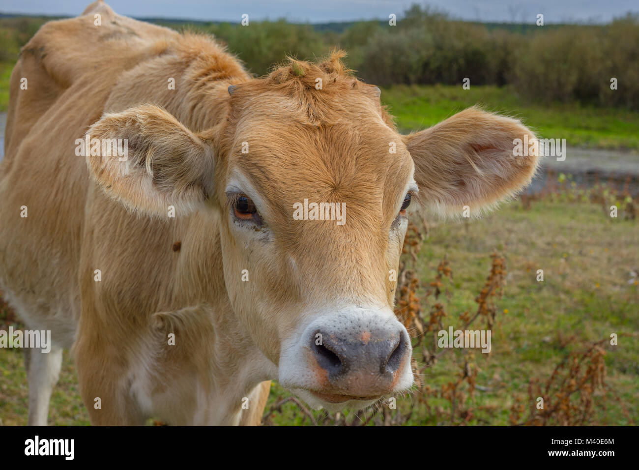Calf face , selective focus Stock Photo - Alamy